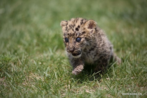 Two newborn leopard cubs seen at Shenyang Forest Wildlife Zoo - Global ...