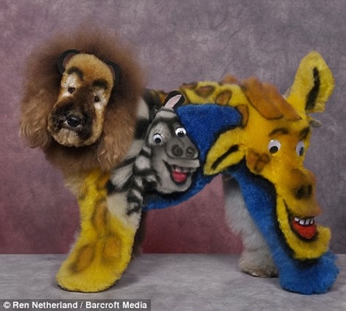 Extreme dog grooming contests. Who is the winner? - Global Times