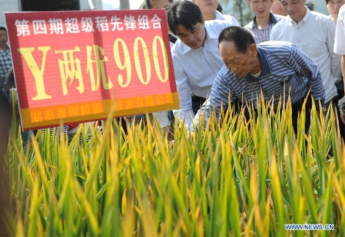Chinese hybrid rice yield hits record: official - Global Times