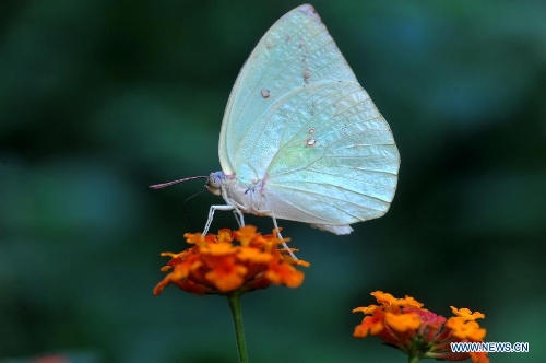 Rare butterflies show held in China's Changsha - Global Times