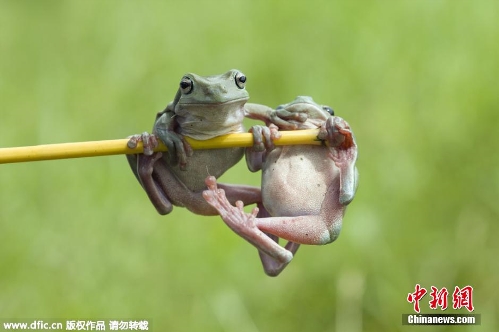Fighting of two frogs - Global Times