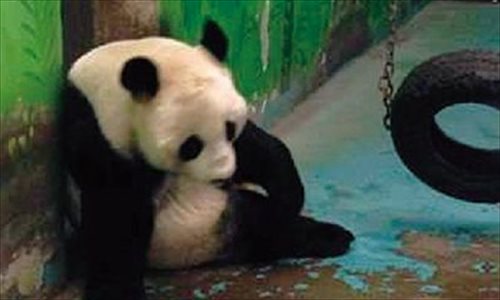 Panda’s death arouses suspicions at Henan zoo - Global Times