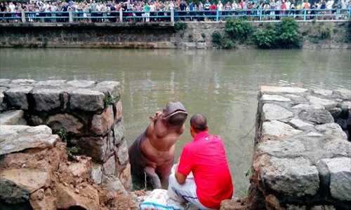 Slippery hippo caught after flooded zoo escape - Global Times