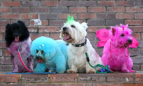 Pets in style - Global Times