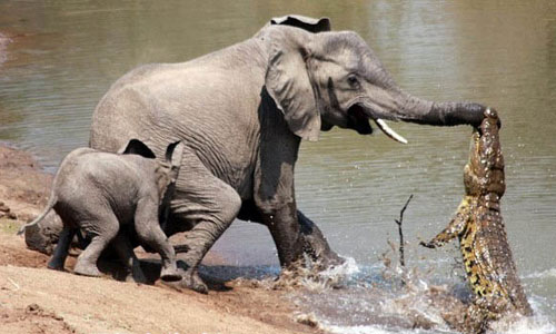 Shocking! PK between fierce animals - Global Times