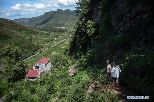 Chinese torreya trees planting in E China - Global Times
