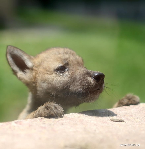 Wolf cubs meet with visitors in Shenyang - Global Times