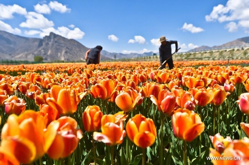 Tulip flowers blossom in China's Tibet - Global Times