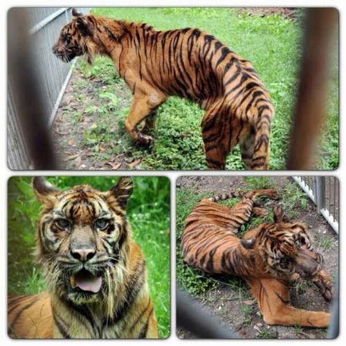 Skinny tiger at Indonesian zoo - Global Times