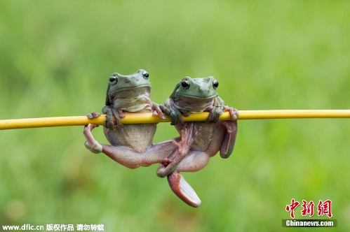 Fighting of two frogs - Global Times