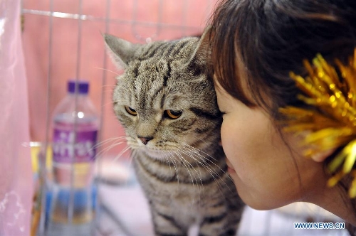 2013 Spring Championship Cat Show held in Hong Kong - Global Times