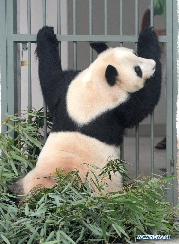 Suzhou zoo marks 2nd anniversary of pandas' arrival - Global Times