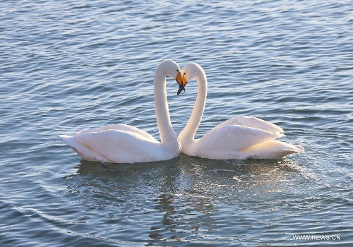 Swans leave China's Rongcheng as temperature rises - Global Times
