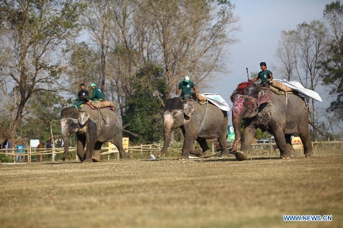 Elephants race held in Nepal - Global Times
