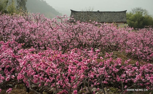 Peach flowers blossom in SW China's Shuangxi Township - Global Times