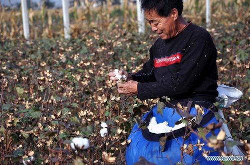 Cotton harvest in China's Shanxi Province - Global Times