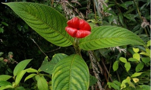 Give me a kiss: world's most kissable flower - Global Times