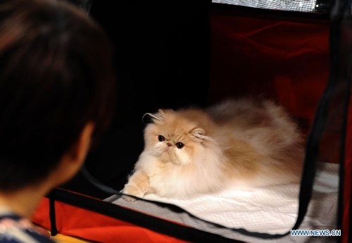 2013 Spring Championship Cat Show held in Hong Kong - Global Times