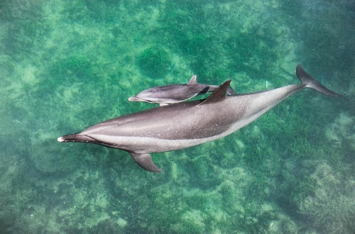 Trained dolphin gives birth to her baby in S China - Global Times