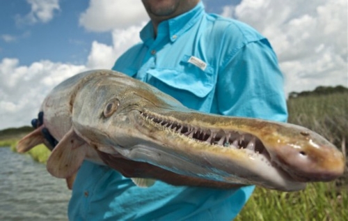 Weird-looking fishes in rivers - Global Times