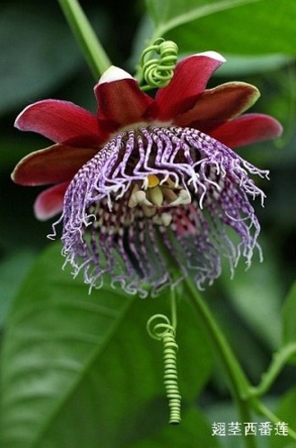 Give me a kiss: world's most kissable flower - Global Times