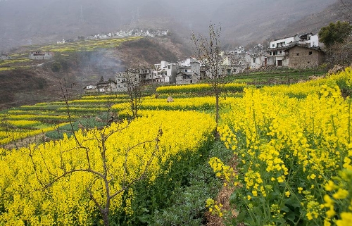 Blooming rape flowers in China's Sichuan - Global Times