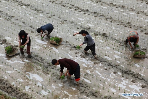 Chinese farmers busy with planting crops as summer approaches - Global ...