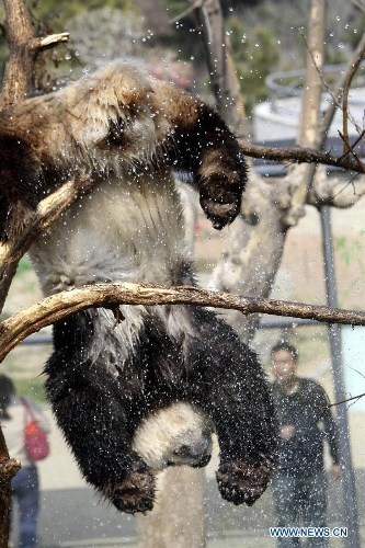 E China zoo splashes water for pandas as temperature goes up - Global Times
