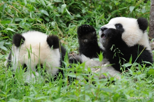 Giant pandas safe in quake-hit zone - Global Times