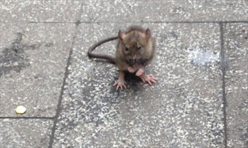 Say cheese: 'Surrendering' mouse poses for photos in Chongqing square ...