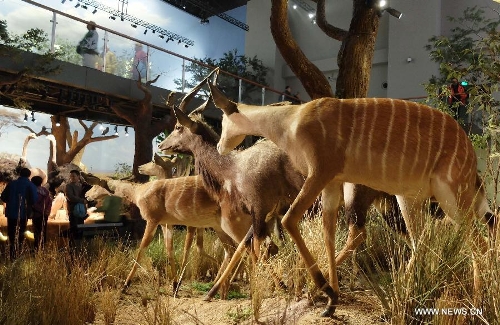 Wild animal specimens exhibited in Shandong Museum - Global Times