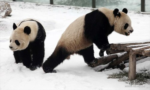 Snow brings joy to pandas - Global Times