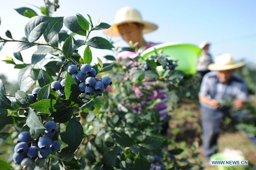 Blueberries harvested in SW China - Global Times