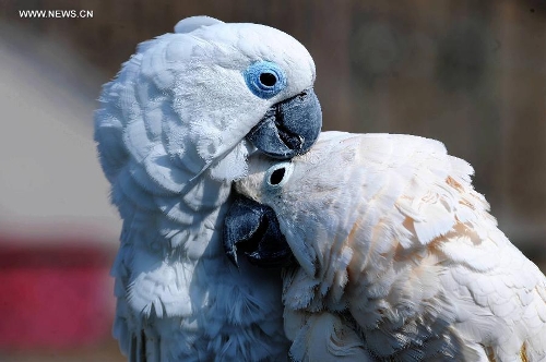 Love stories ... with wings: parrots of Suzhou Zoo - Global Times