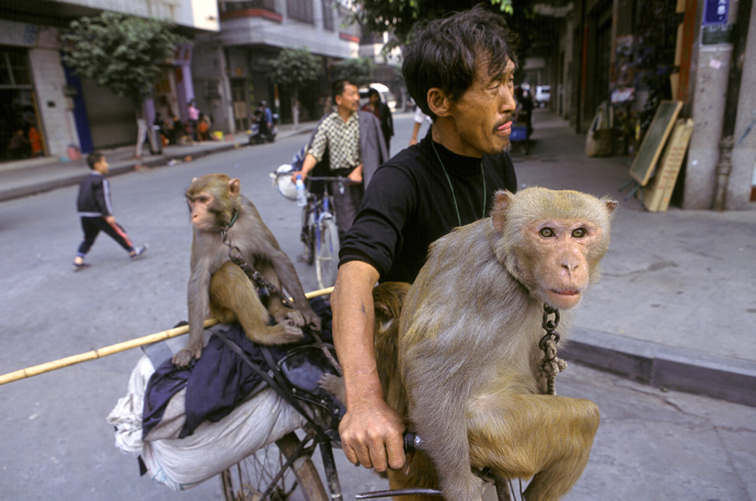 Last of the monkey buskers - Global Times