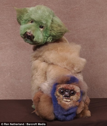 Extreme dog grooming contests. Who is the winner? - Global Times