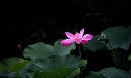 Learning Chinese: He Hua - Global Times