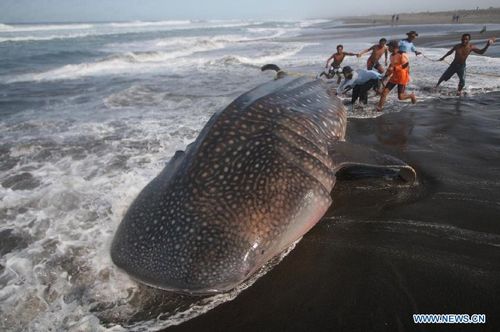 Beached Whale Shark