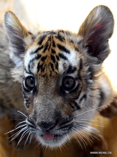 Three South China tiger cubs born in Luoyang park - Global Times