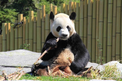Giant panda exhibition opens at Toronto Zoo - Global Times