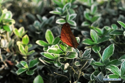 Rare butterflies show held in China's Changsha - Global Times