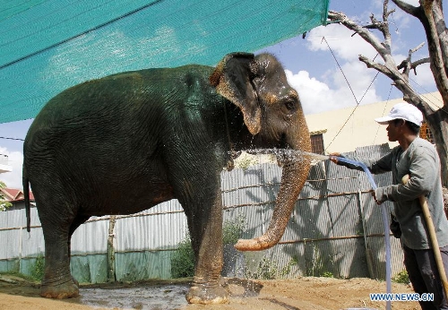 Cambodian famous elephant Sambo to retire - Global Times