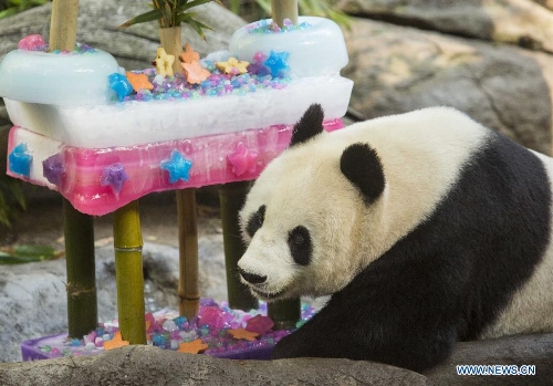 Giant panda "Bai Yun" celebrates 22nd birthday in US zoo - Global Times