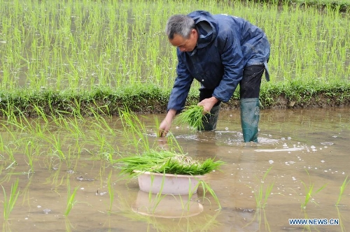 Beginning of summer rice growing in S China - Global Times