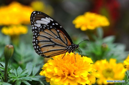 Rare butterflies show held in China's Changsha - Global Times