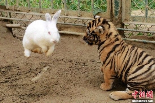 Kongfu rabbit beats up tigers - Global Times