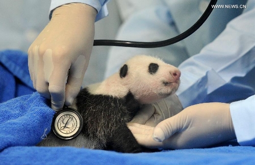 First panda cub born in south China has physical examination - Global Times
