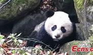 Injured panda seeks help at rescue center - Global Times