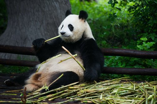 Behind the bamboo - Global Times
