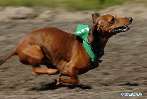 Over 60 dachshunds attend annual Wiener Dog Racing in Vancouver ...